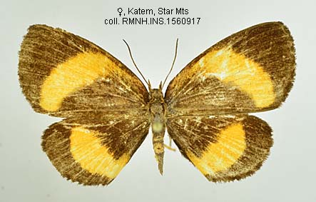 Papua Insects Foundation (Lepidoptera/Callidulidae/Callidula evander)